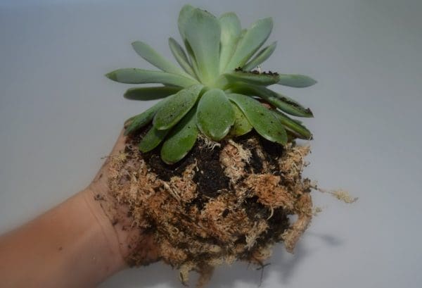 DIY kokedama (aka DIY hanging moss ball planter) | Style Curator