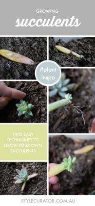Learn how to grow succulents: Two ways to propagate succulents | Style ...