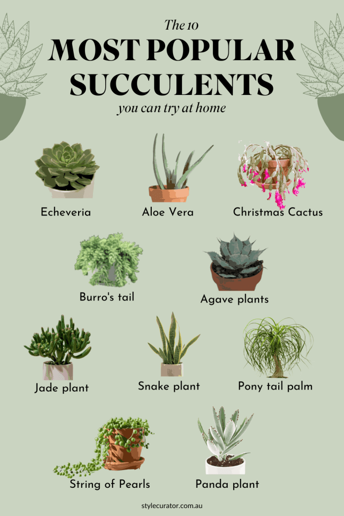 Learn how to grow succulents: Two ways to propagate succulents | Style ...