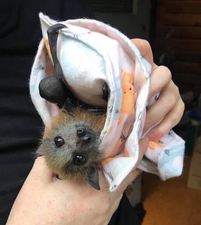 DIY projects to help wildlife affected by the Australian bushfire crisis