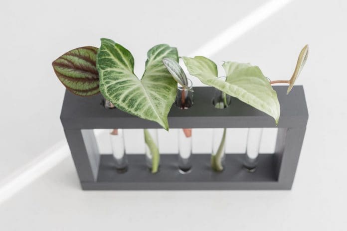 DIY test tube plant propagation stand | Style Curator