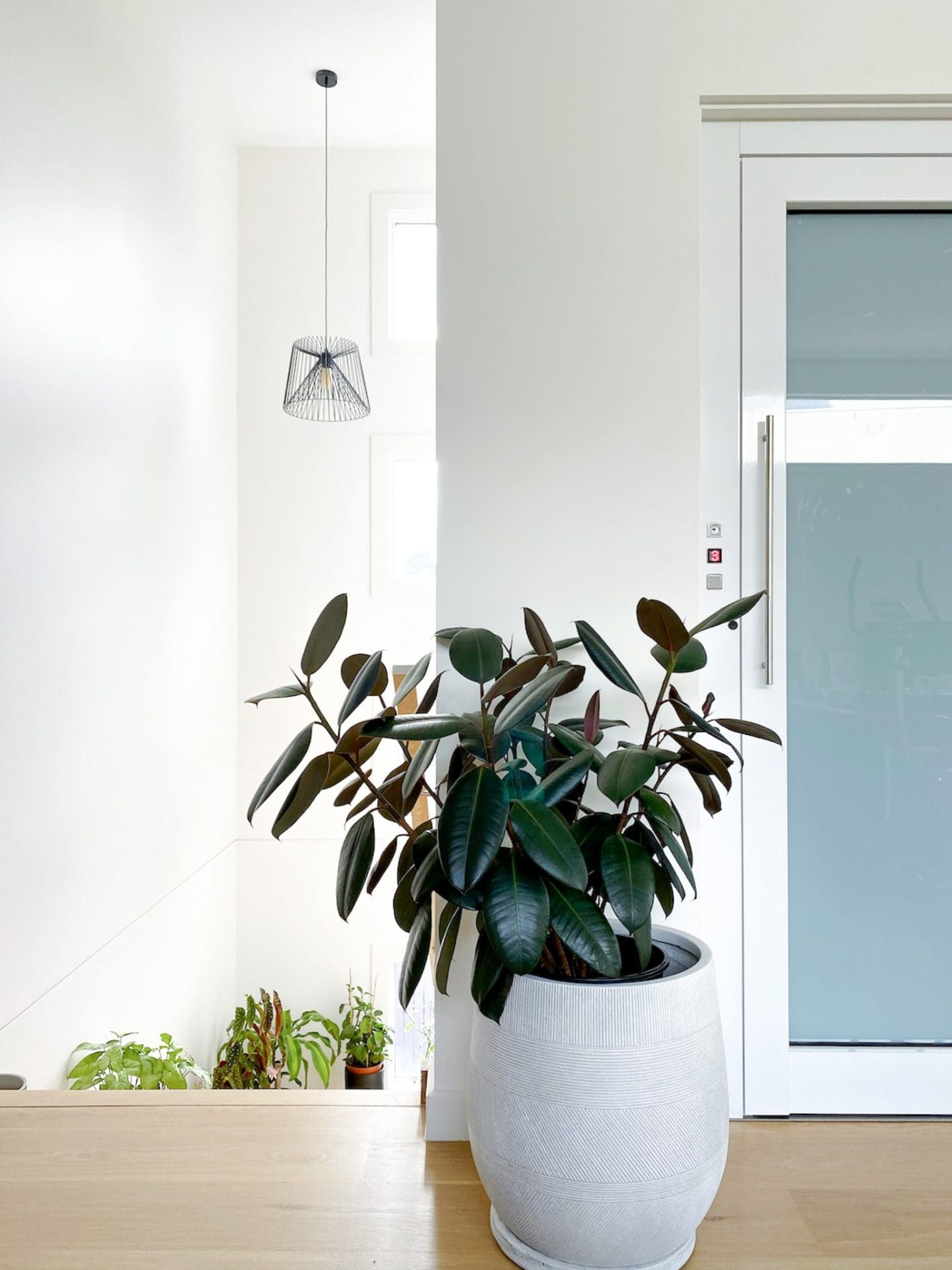 Everything you need to know about keeping a rubber plant alive