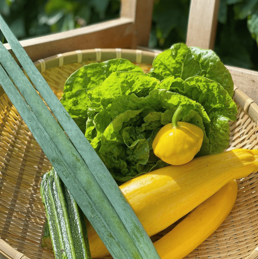 What to grow in summer in Australia | Style Curator