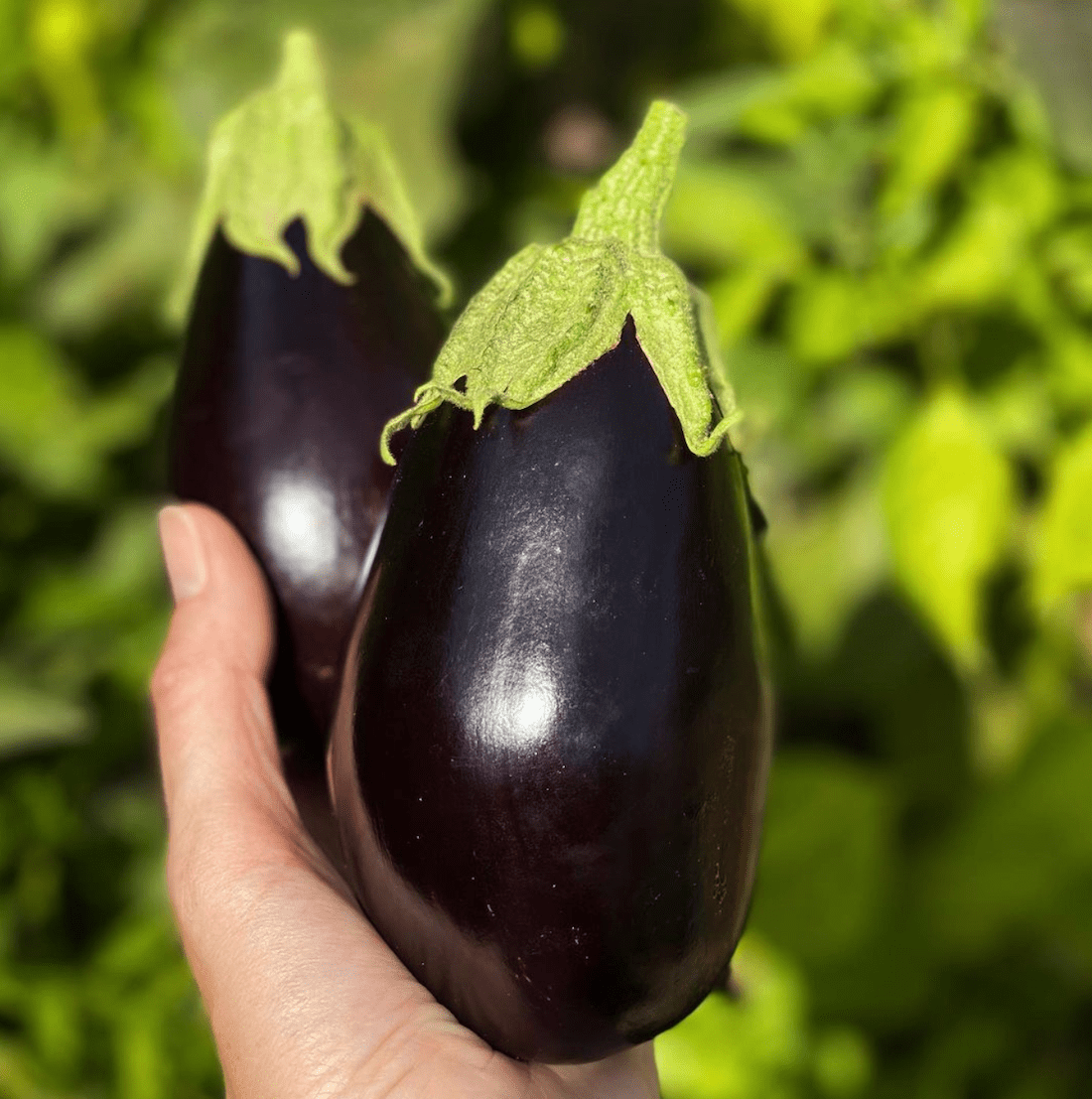 What to grow in summer in Australia | Style Curator
