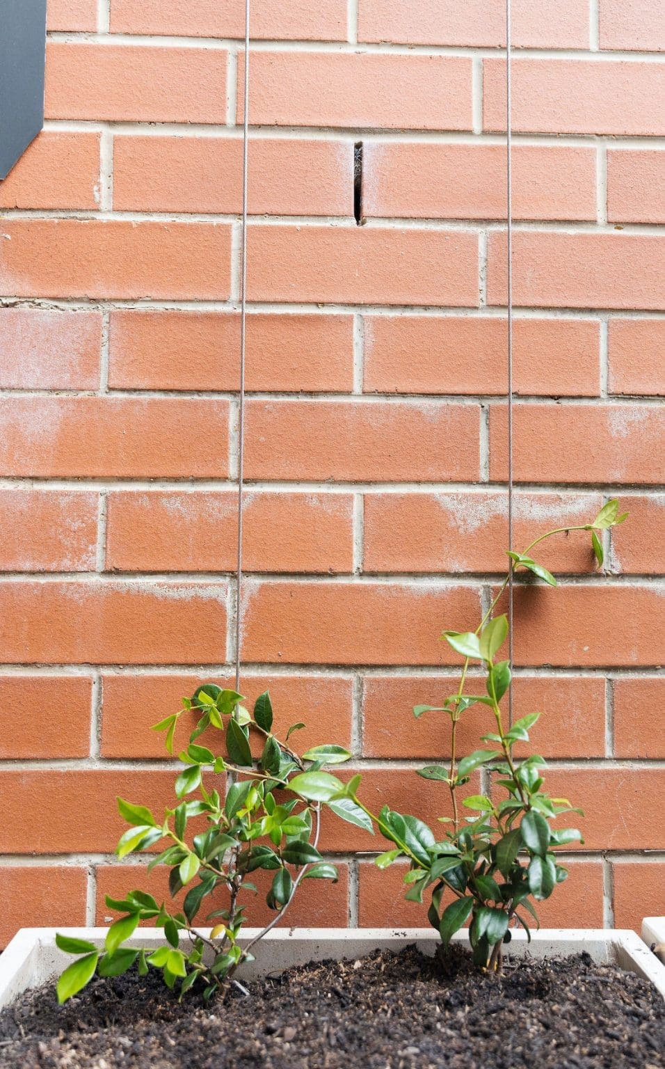 Climbing star jasmine green wall: How to create a vertical garden