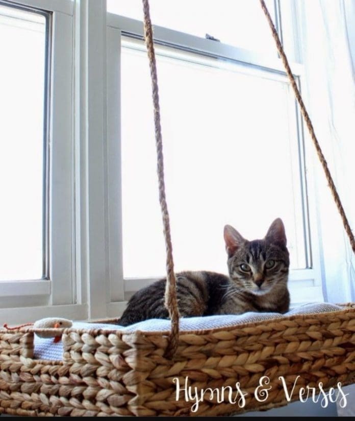 Catify your home with these purrrfect DIY projects for cats | Style Curator