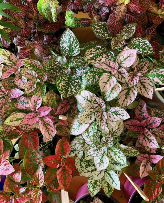 7 of the prettiest pink plants you'll want in your home | Style Curator