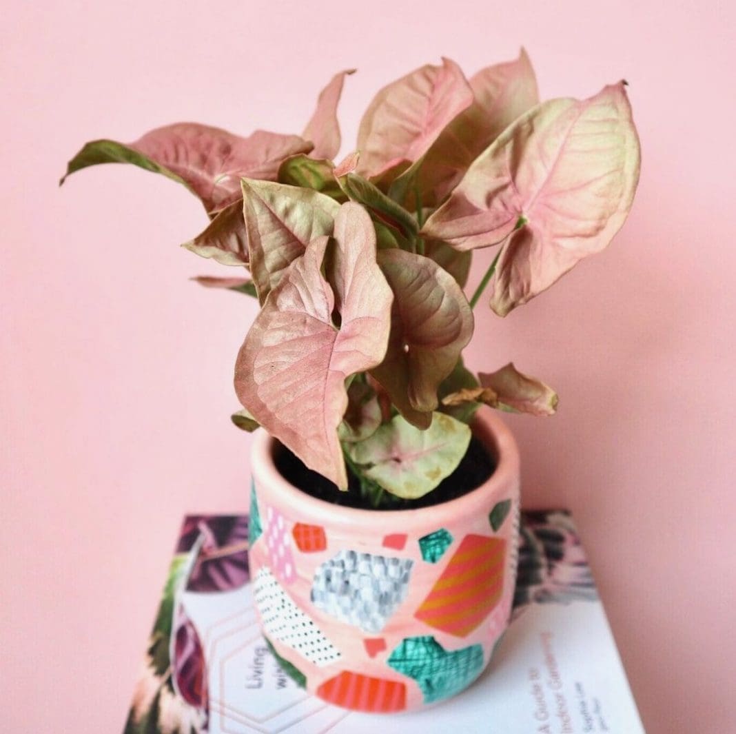7 of the prettiest pink plants you'll want in your home | Style Curator