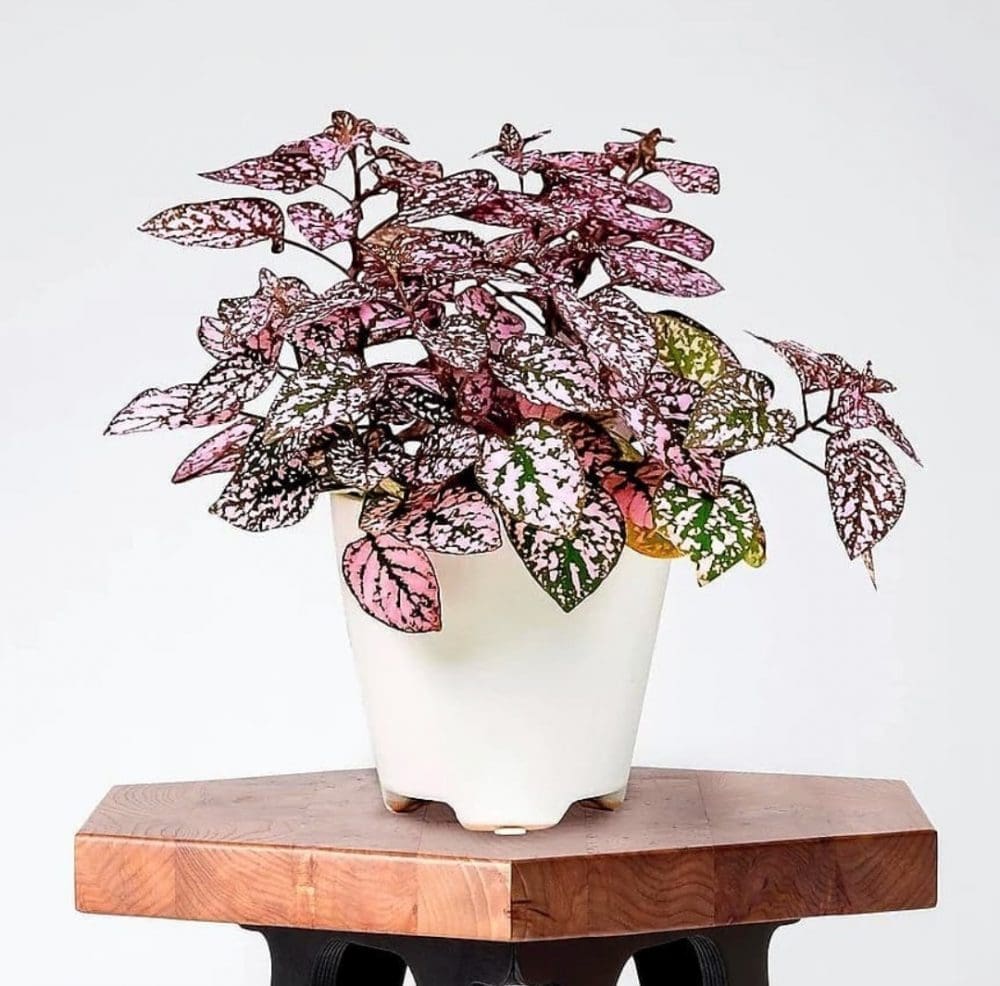 7 of the prettiest pink plants you'll want in your home | Style Curator