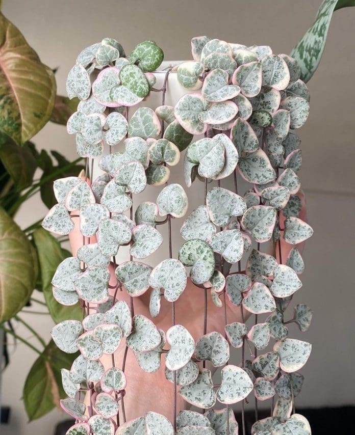 7 of the prettiest pink plants you'll want in your home | Style Curator