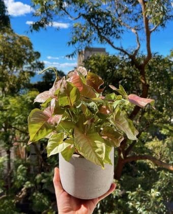 7 of the prettiest pink plants you'll want in your home | Style Curator