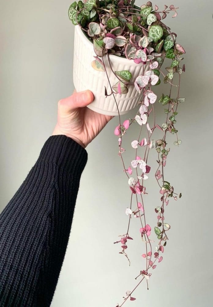 7 of the prettiest pink plants you'll want in your home | Style Curator