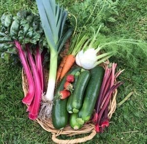 What to grow in spring in Australia: Spring planting guide | Style Curator