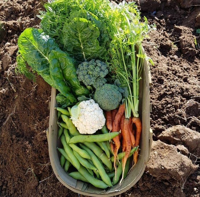 What to grow in spring in Australia: Spring planting guide | Style Curator