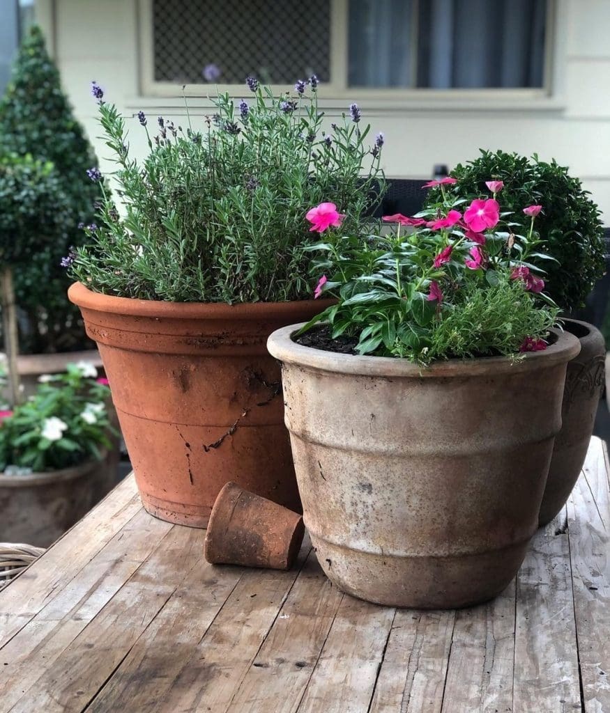 Potted colour: Flowering pot plants for the home | Style Curator