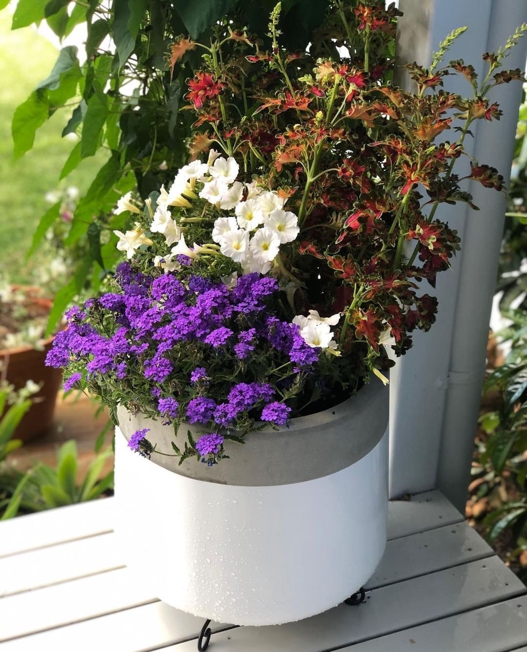Potted colour: Flowering pot plants for the home | Style Curator