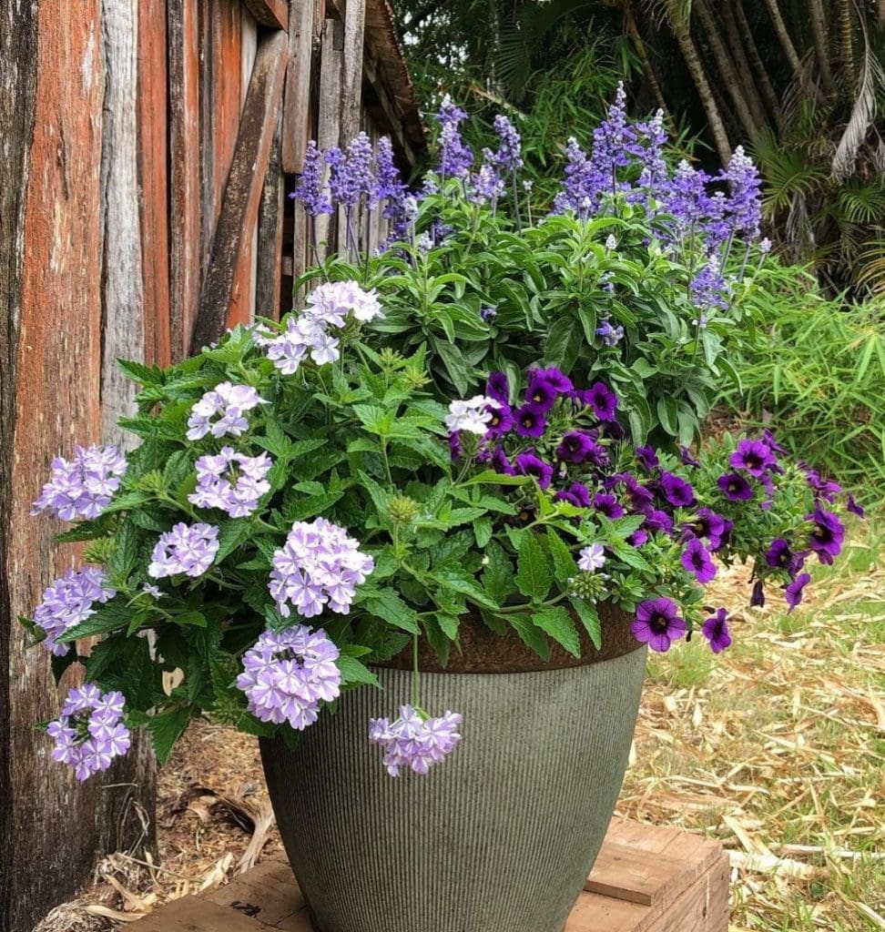 Potted colour: Flowering pot plants for the home | Style Curator