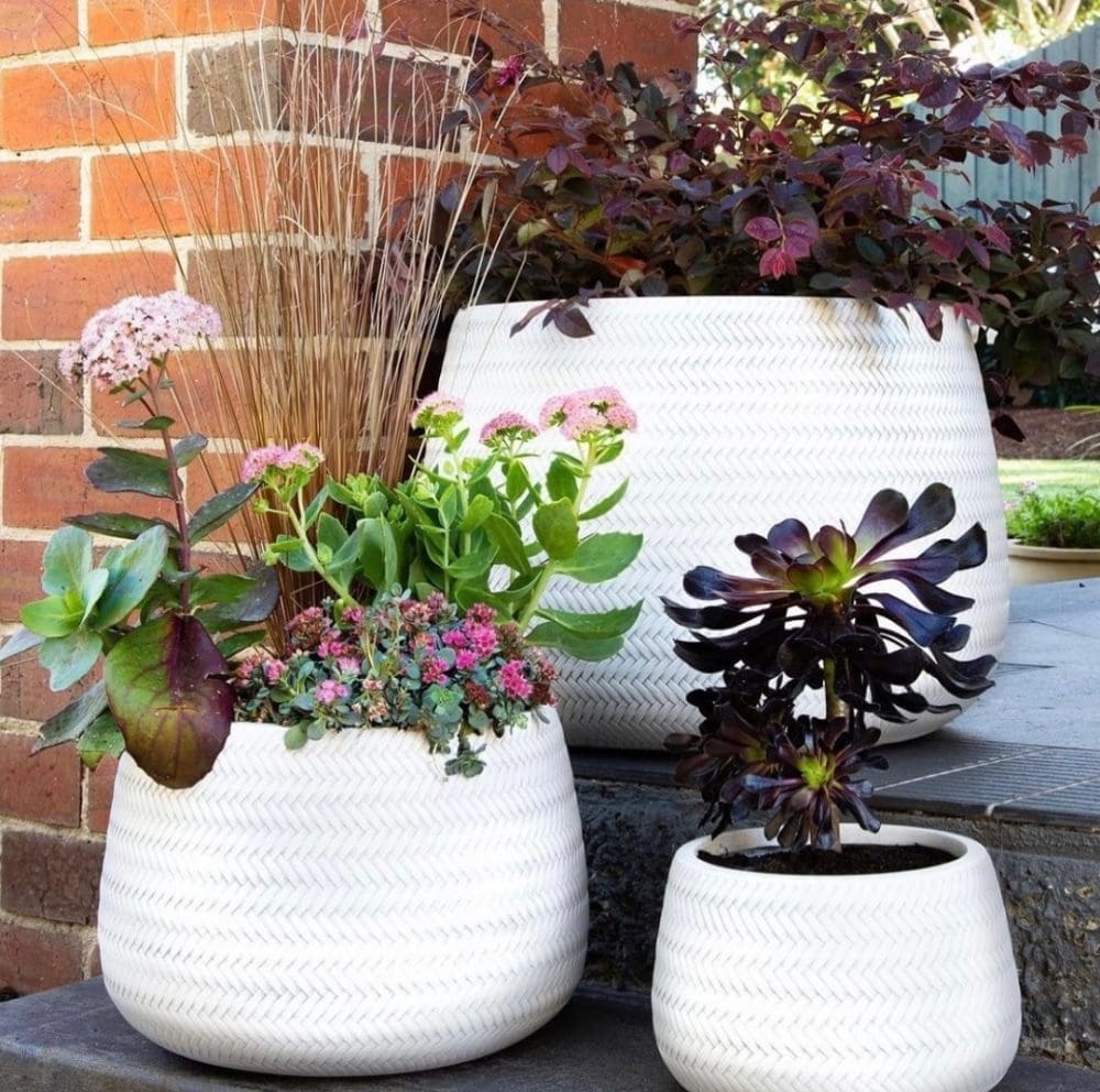 Potted colour: Flowering pot plants for the home | Style Curator