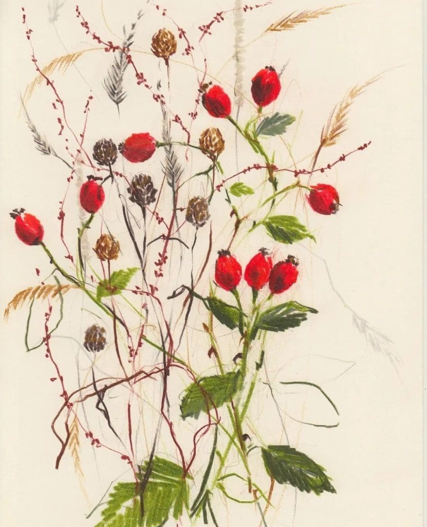 The delicate, hand drawn floral illustrations from Claudia Lowry ...