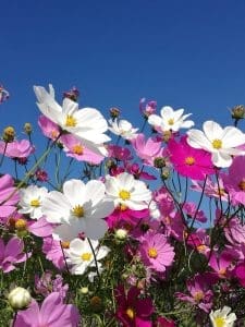 What are the birth month flowers and their meaning?